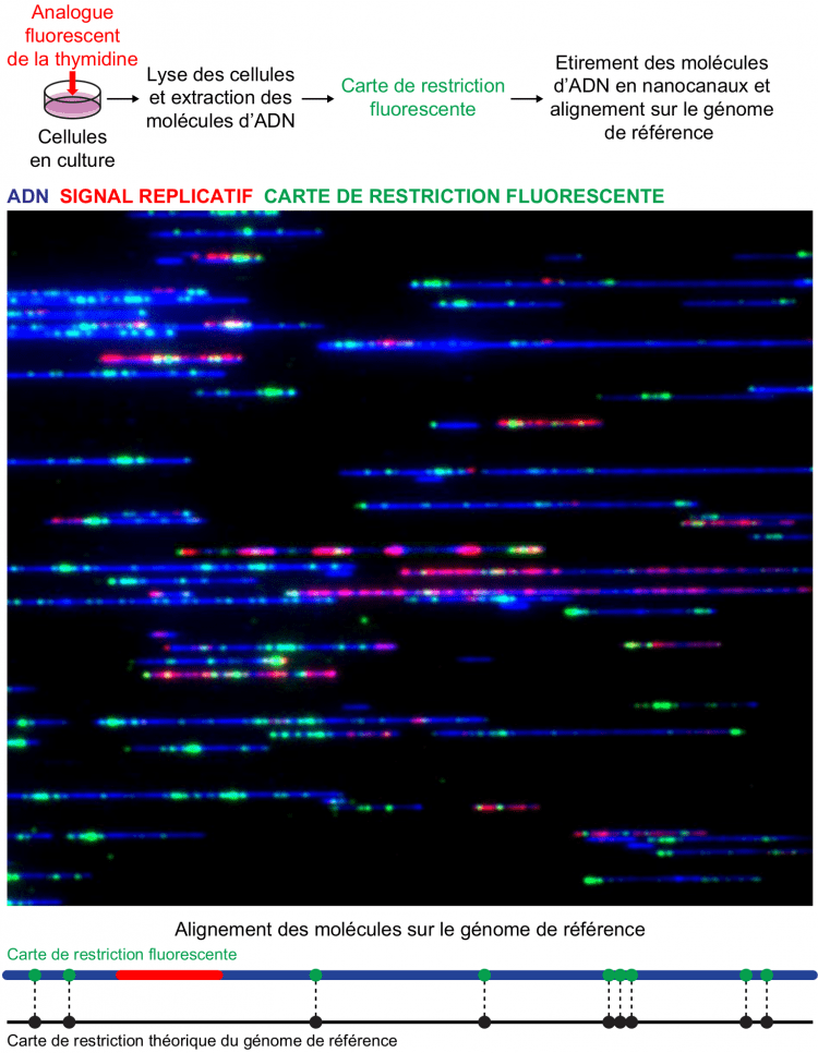 Cartographie optique de la réplication de l’ADN | Planet-Vie